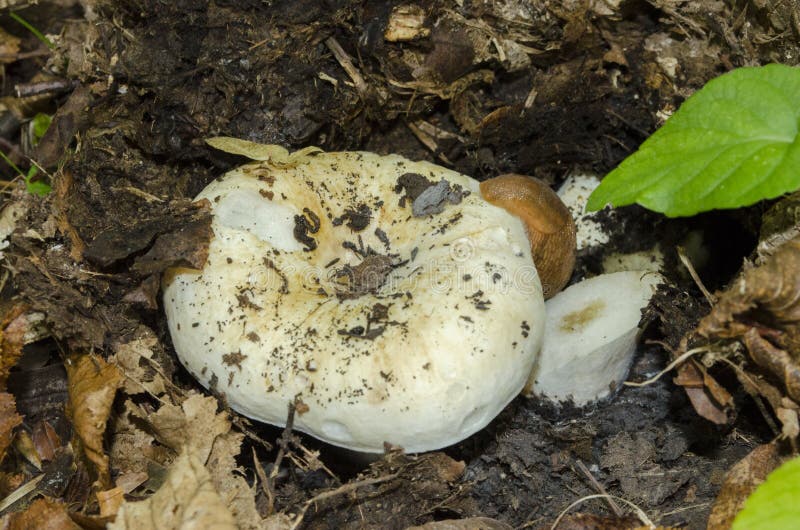 White Russula stock photo. Image of forest, edible, summer - 36112576