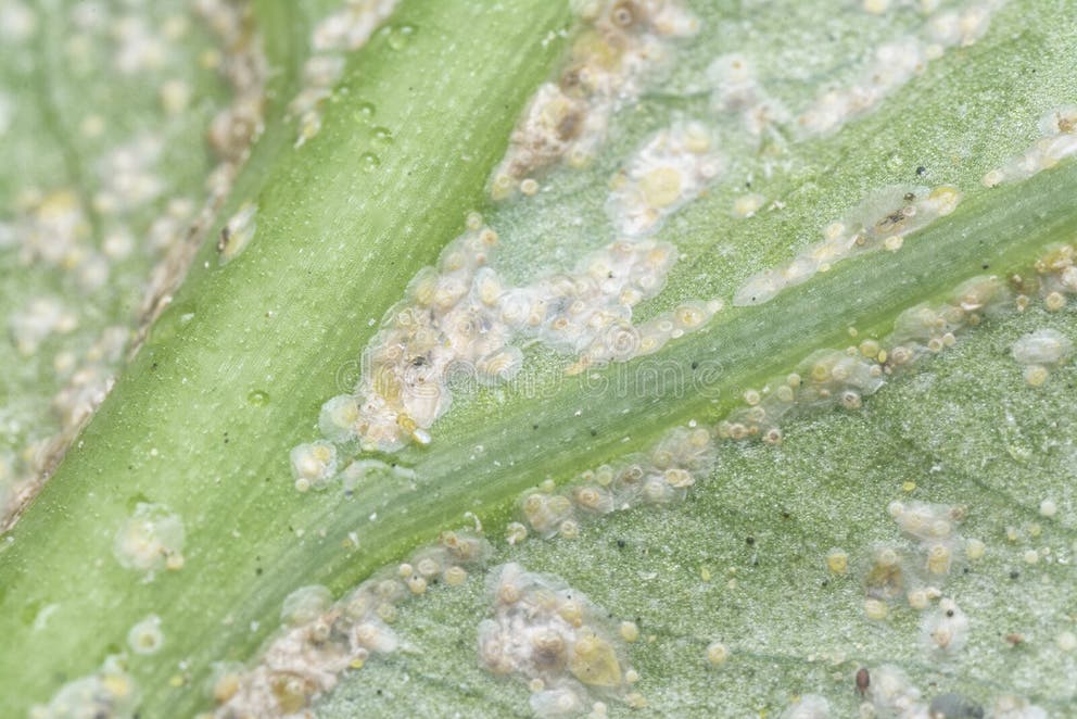 White Rust Albugo Parasite on the Leave. Stock Photo - Image of ...