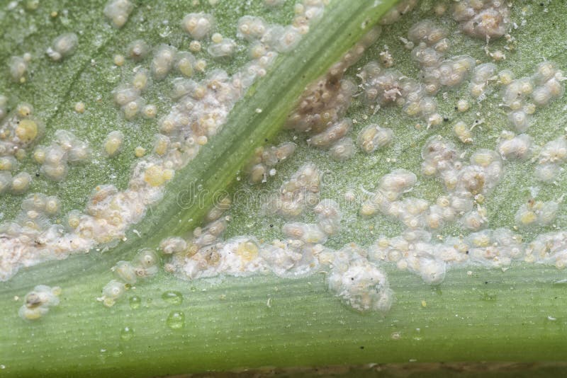 White Rust Albugo Parasite on the Leave. Stock Image - Image of disease ...