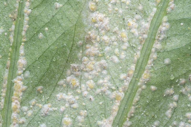 White Rust Albugo Parasite on the Leave. Stock Image - Image of disease ...