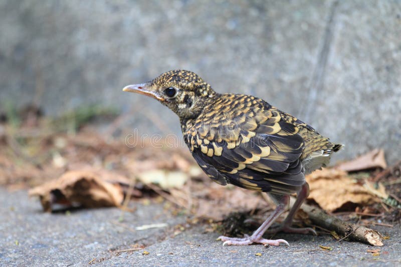 White s ground thrush stock photo. Image of animal, small - 39483698