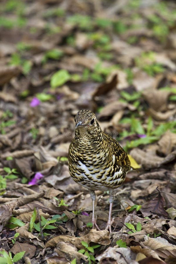White S Scaly Thrush,Zoothera Dauma Stock Image - Image of feather ...