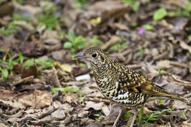 White S Scaly Thrush,Zoothera Dauma Stock Image - Image of feather ...