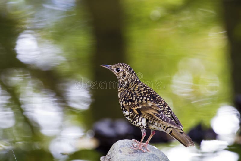 White S Scaly Thrush,Zoothera Dauma Stock Image - Image of feather ...