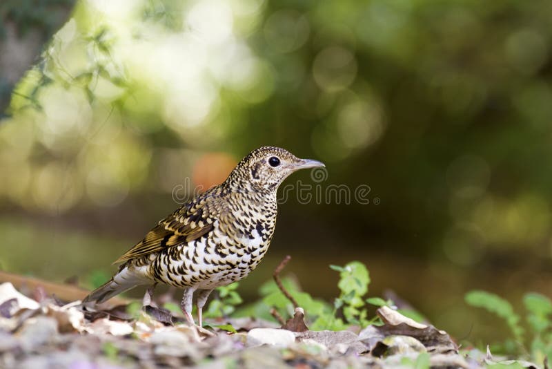 White S Scaly Thrush,Zoothera Dauma Stock Photo - Image of avian ...