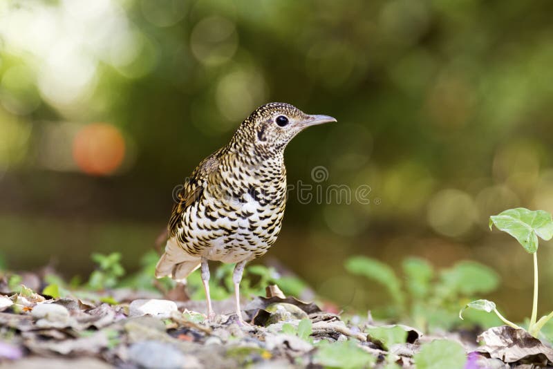 White S Scaly Thrush,Zoothera Dauma Stock Image - Image of feather ...