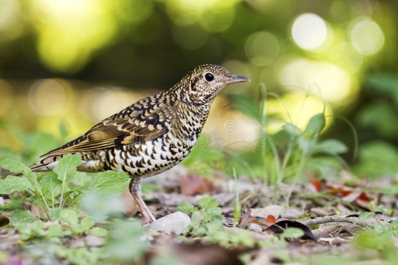 White S Scaly Thrush,Zoothera Dauma Stock Image - Image of bright ...
