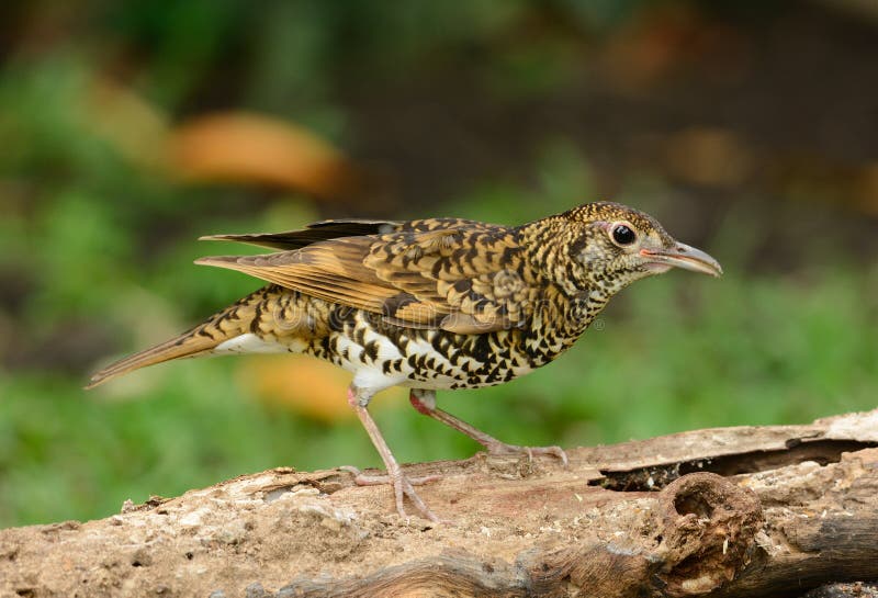 White S Thrush (Zoothera Aurea) Stock Image - Image of looking, nature ...