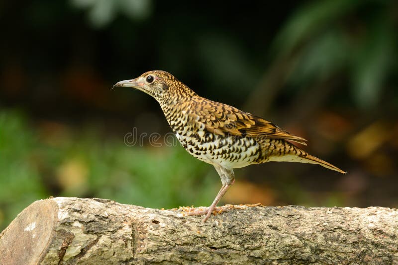 White S Thrush (Zoothera Aurea) Stock Image - Image of eyes, avian ...