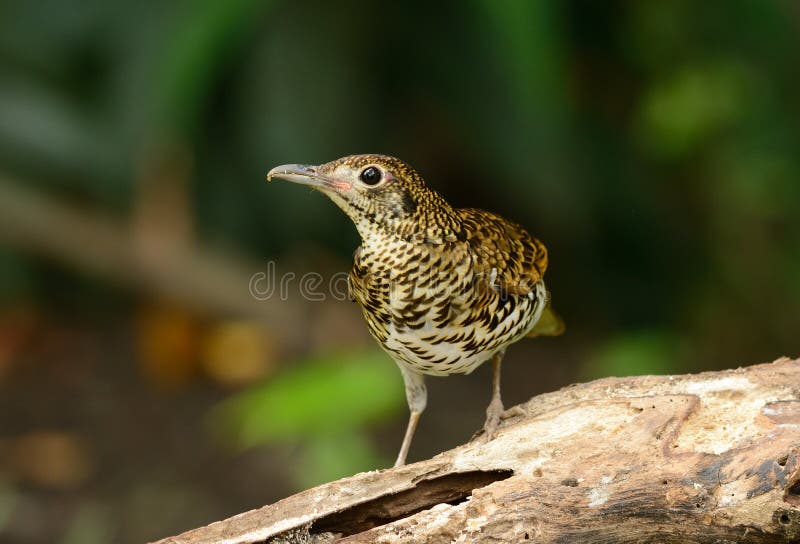 White S Thrush (Zoothera Aurea) Stock Photo - Image of bird, birds ...