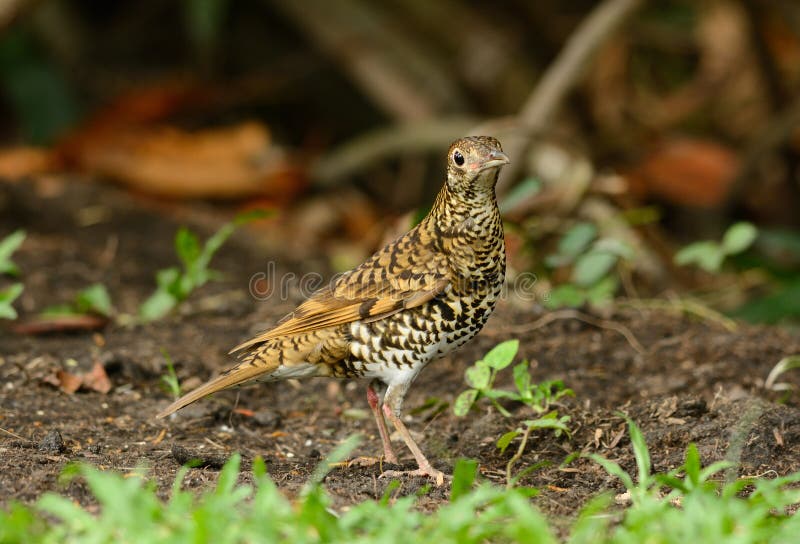 White S Thrush (Zoothera Aurea) Stock Image - Image of head, outdoor ...
