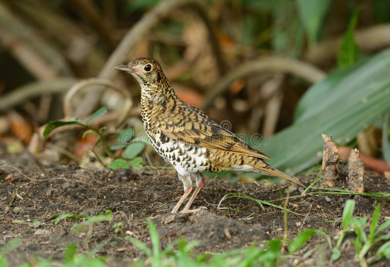 White S Thrush (Zoothera Aurea) Stock Image - Image of avian, feather ...