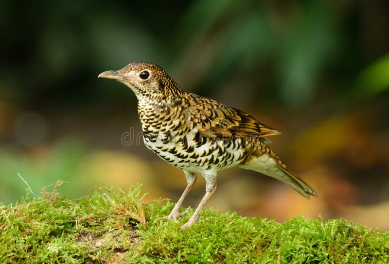 White S Thrush (Zoothera Aurea) Stock Image - Image of leaf, aurea ...