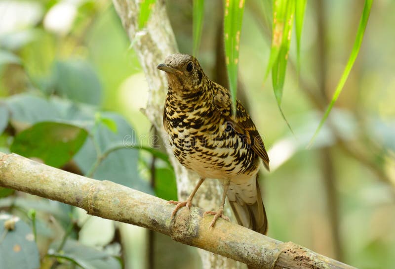 White S Thrush (Zoothera Aurea) Stock Photo - Image of beautiful ...