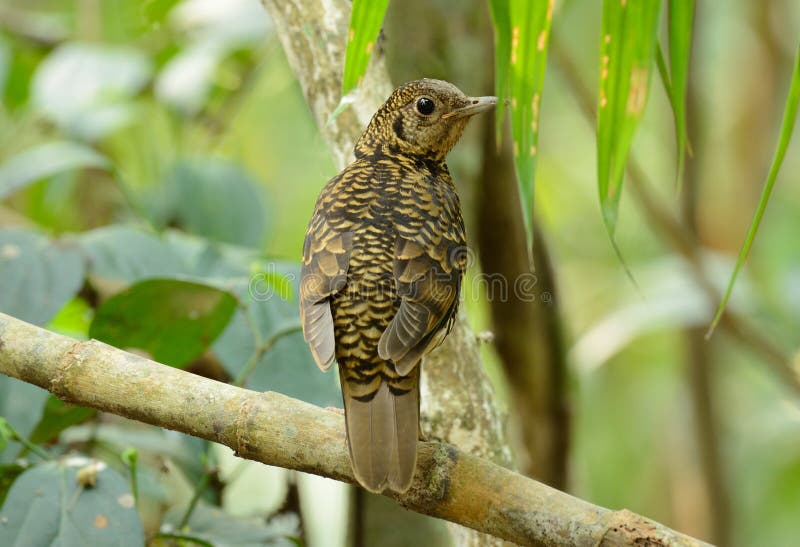 White S Thrush (Zoothera Aurea) Stock Image - Image of colorful ...