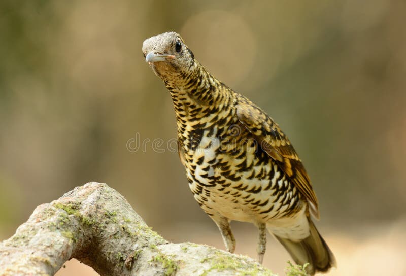 White S Thrush (Zoothera Aurea) Stock Image - Image of wild, birds ...