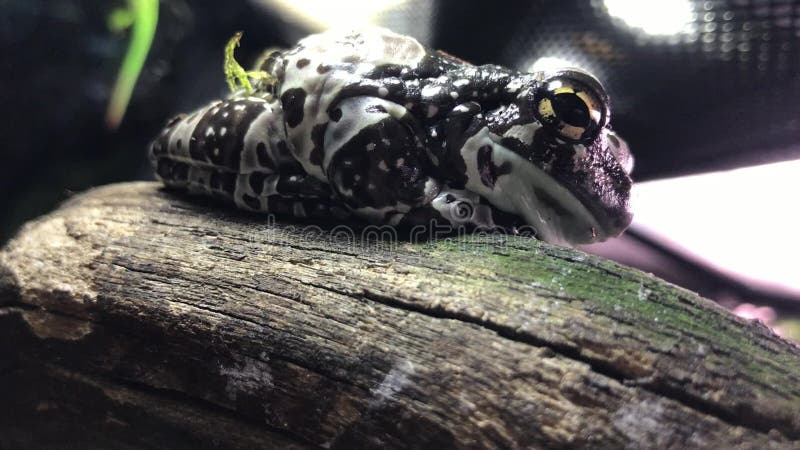 White`s Tree Frog. Also Known As the Dumpy Frog and Australian Green ...
