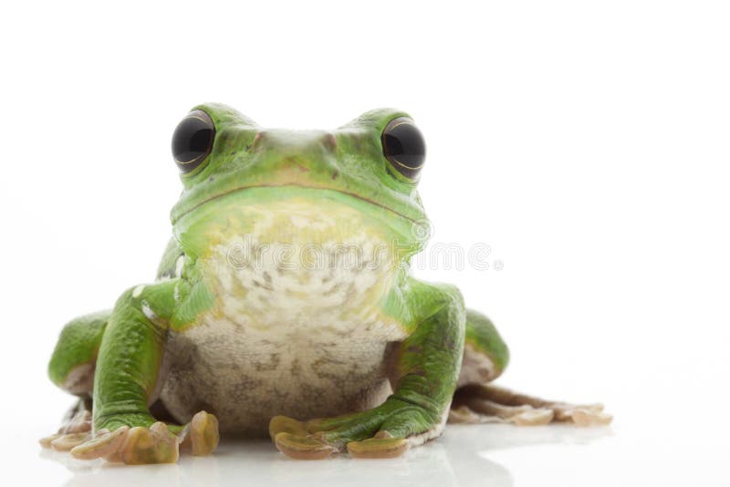 Whiteâ€™s Tree Frog stock photo. Image of standing, background - 30716356