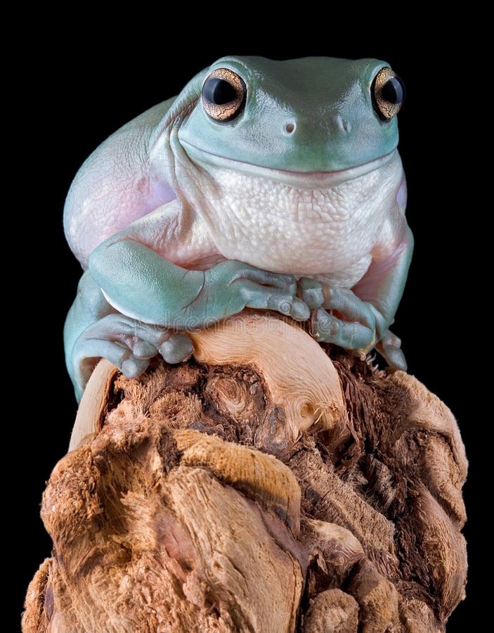 White s tree frog on wood stock image. Image of macro - 6503783