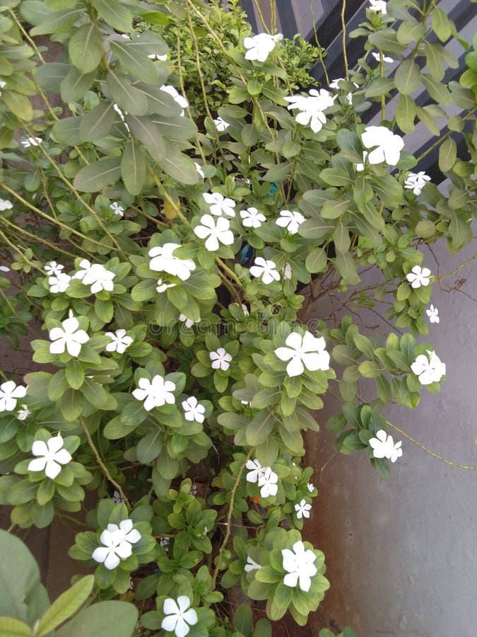 White sadafuli flowering stock image. Image of flower - 216785179