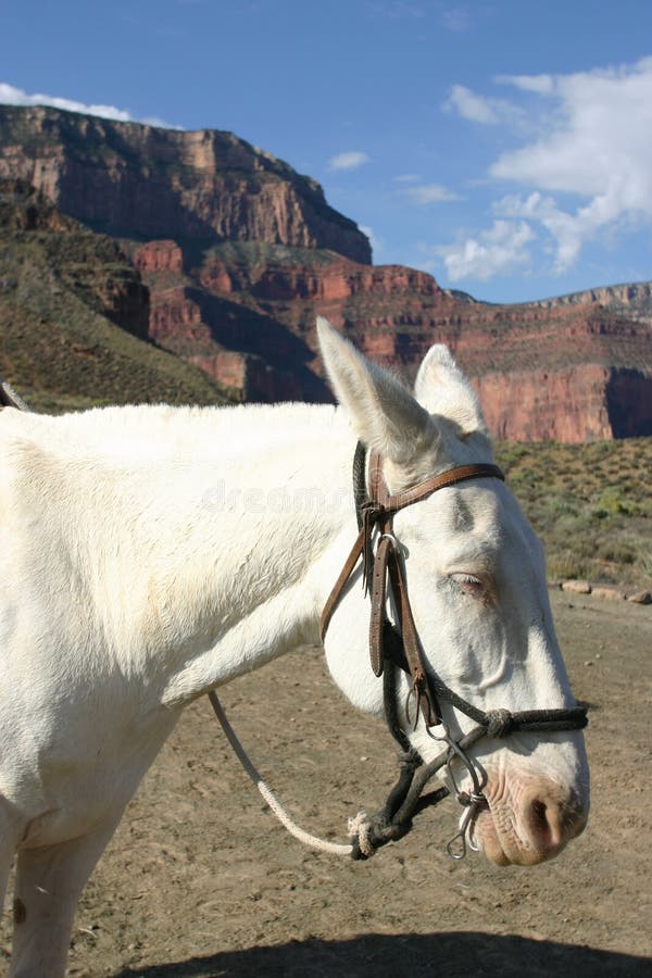 White saddle mule stock image. Image of ranch, jenny - 64502523