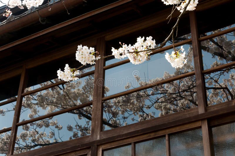 White Sakura Branch with Shadow Reflected from Windows Stock Photo ...