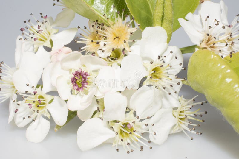 White Sakura Cherry Blossoms on Stem Stock Image - Image of flora ...