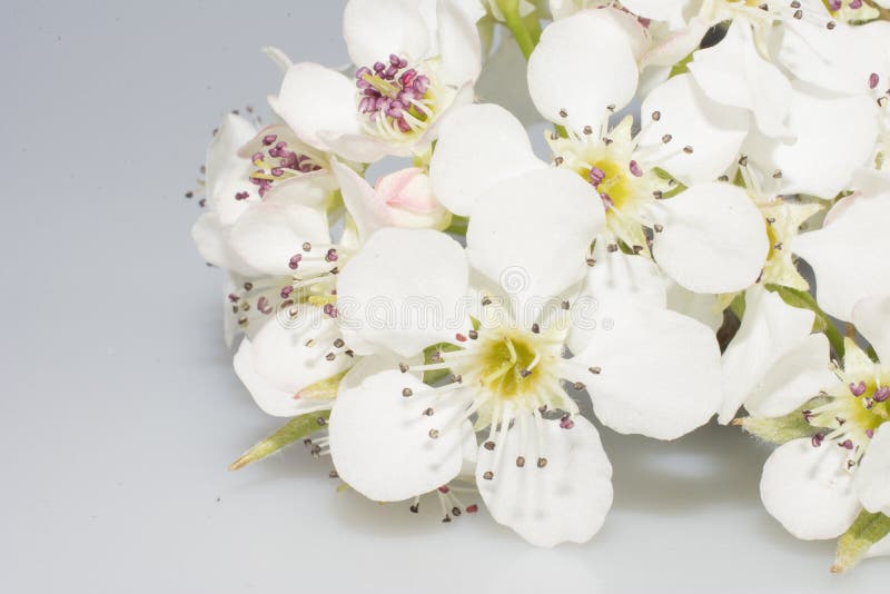 White Sakura Cherry Blossoms on Stem Stock Image - Image of nature ...