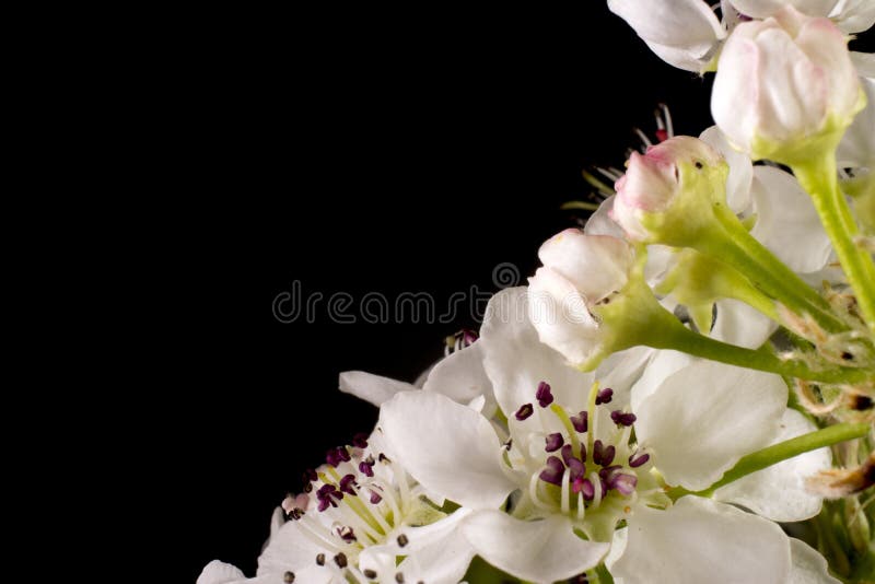 White Sakura Cherry Blossoms on Stem Stock Image - Image of branch ...