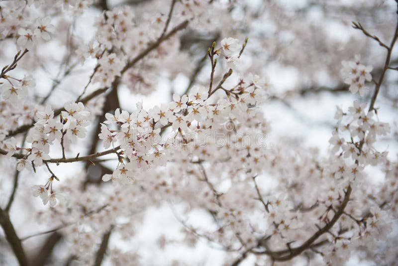White sakura in japan stock photo. Image of floral, flora - 31580972