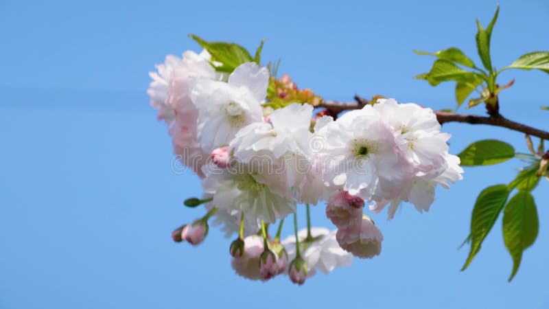 The White Sakura Tree Fluttering in the Wind Against the Blue Sky Stock ...