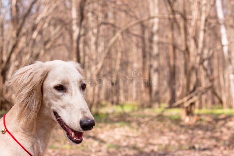 White saluki stock image. Image of nature, head, saluki - 25151895