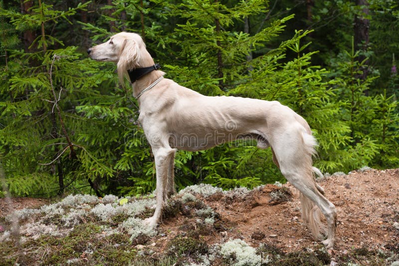 White saluki stock image. Image of purebred, animal, male - 29421627