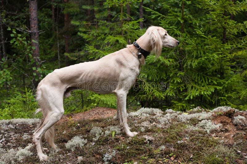 White saluki stock photo. Image of evergreen, outdoor - 30258308