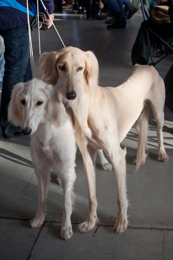 Two Saluki dogs. stock photo. Image of cream, show, pair - 12998722