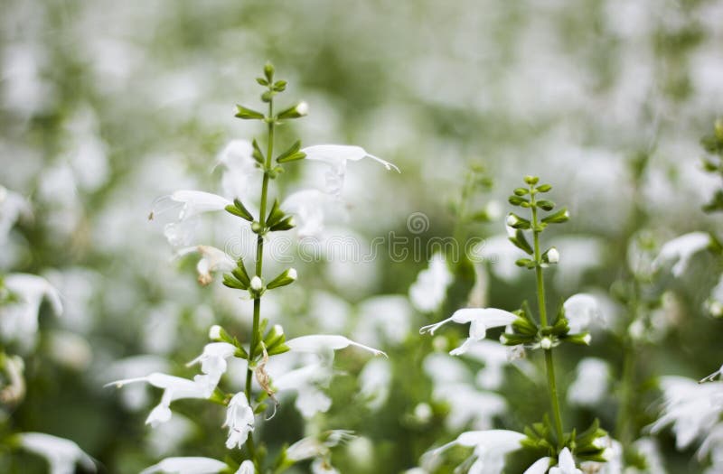 White Salvia flower stock photo. Image of field, green - 83748596