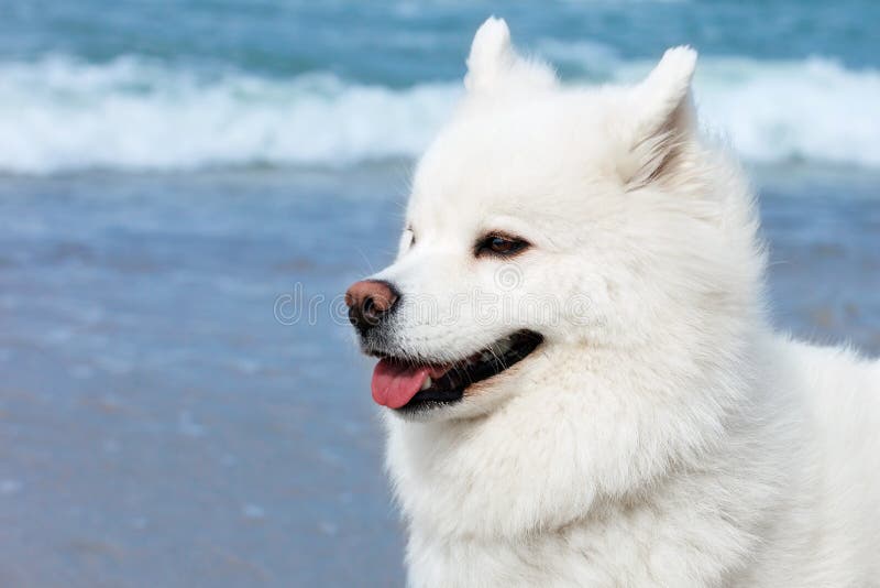 White Samoyed Dog on the Background of the Sea. Stock Image - Image of ...