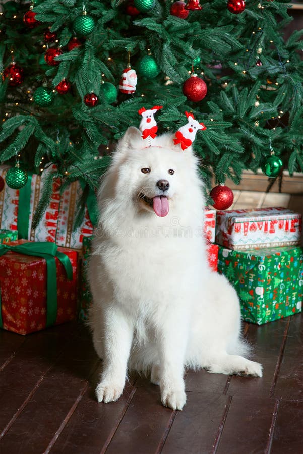White Samoyed Dog Near X-tree Stock Photo - Image of canine, friend ...