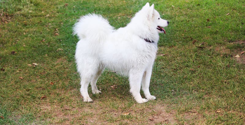 White Samoyed Dog in a Park Stock Photo - Image of summer, outside ...