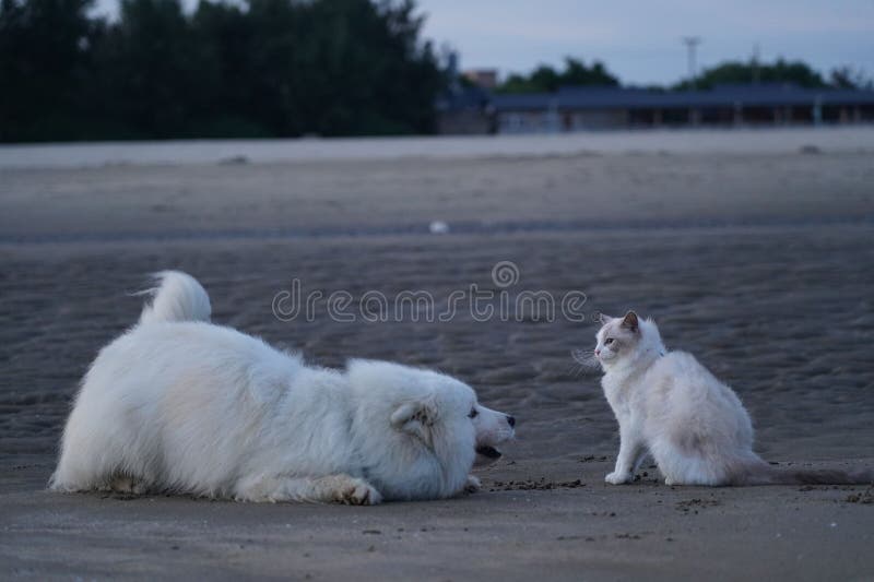 Samoyed Dog Playing with a Ragdoll Cat on the Beach Stock Photo - Image ...