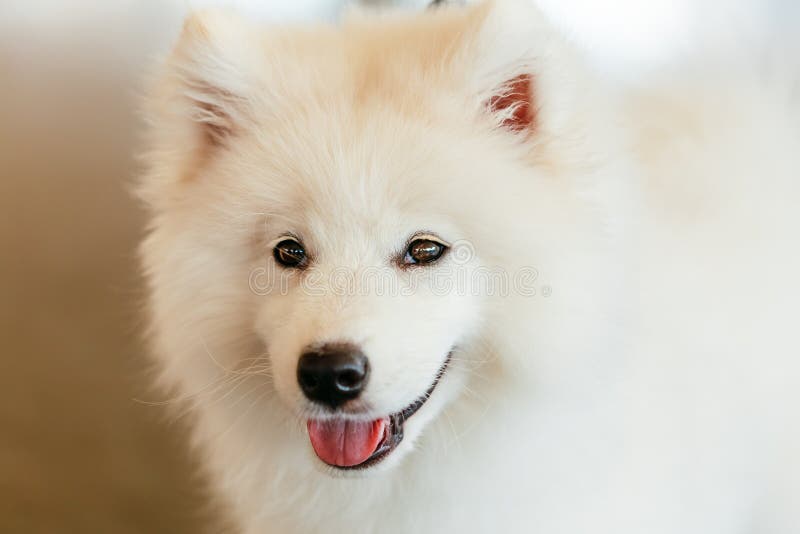 White Samoyed dog puppy stock photo. Image of beautiful - 41081562