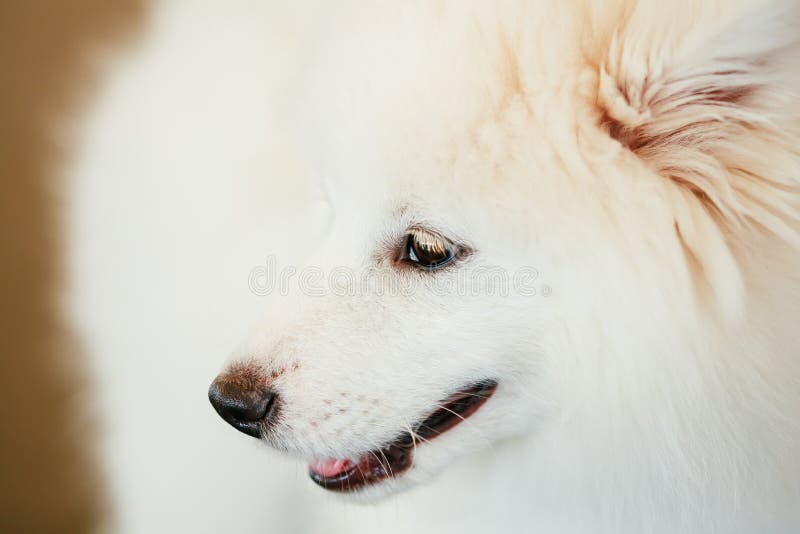 White Samoyed Dog Puppy Whelp Close Up Stock Photo - Image of eyes ...