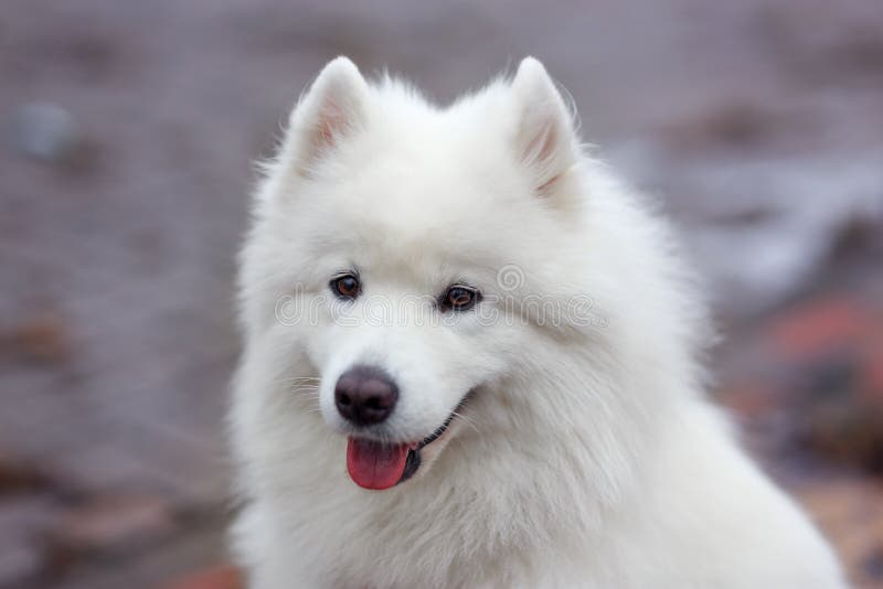 White Samoyed Dog stock photo. Image of mammal, nature - 84690874