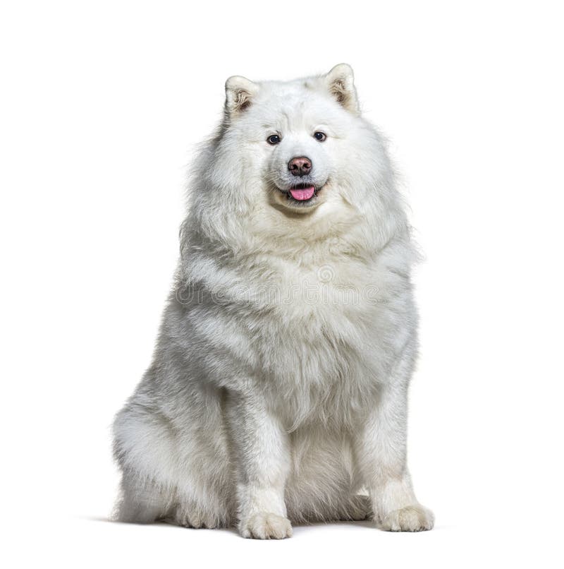 White Samoyed Dog, Sitting, Isolated on White Stock Photo - Image of ...