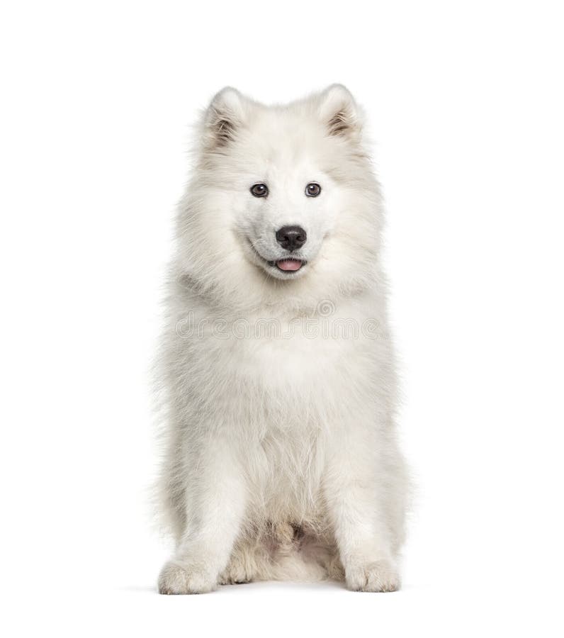 White Samoyed Dog, Sitting and Panting, Isolated Stock Photo - Image of ...