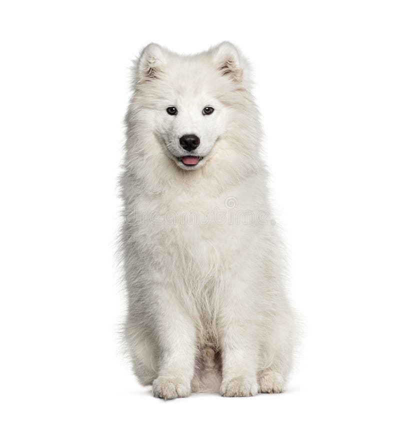 White Samoyed Dog, Sitting and Panting, Isolated Stock Photo - Image of ...