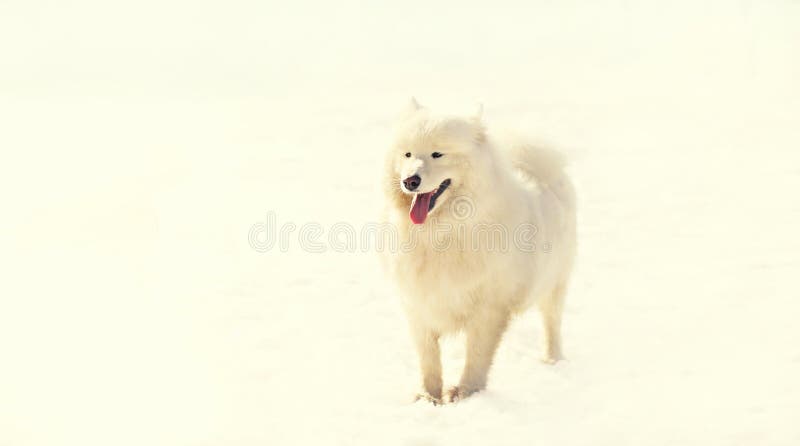 White Samoyed Dog on Snow in Sunny Winter Park Stock Image - Image of ...