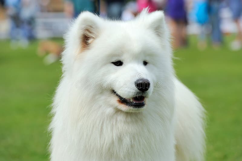White Samoyed portrait stock photo. Image of nature, mammal - 72920494
