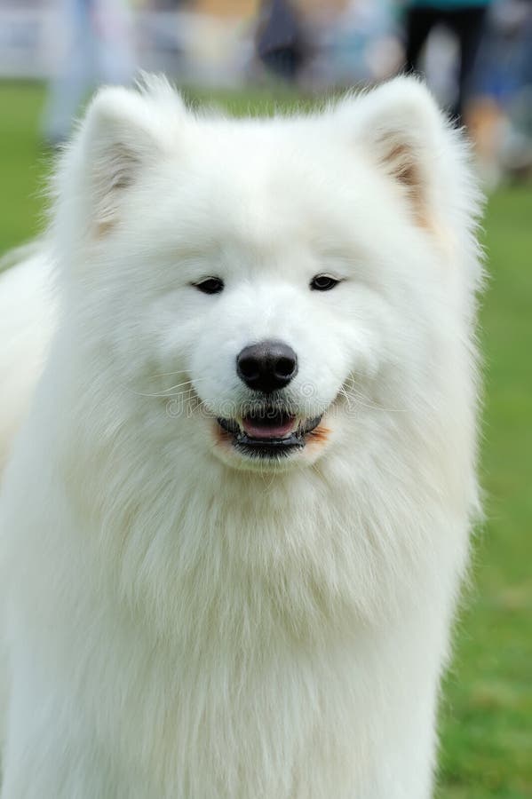 White Samoyed portrait stock image. Image of friendly - 72954923