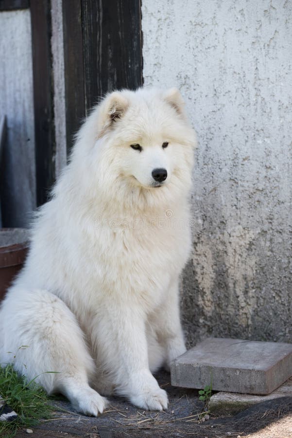 White Samoyed Puppy Sits in the Courtyard. Dog in Nature, a Walk Stock ...
